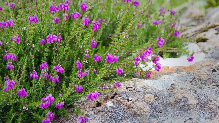 Coral Beaches - special sandy beach of the Isle of Skye