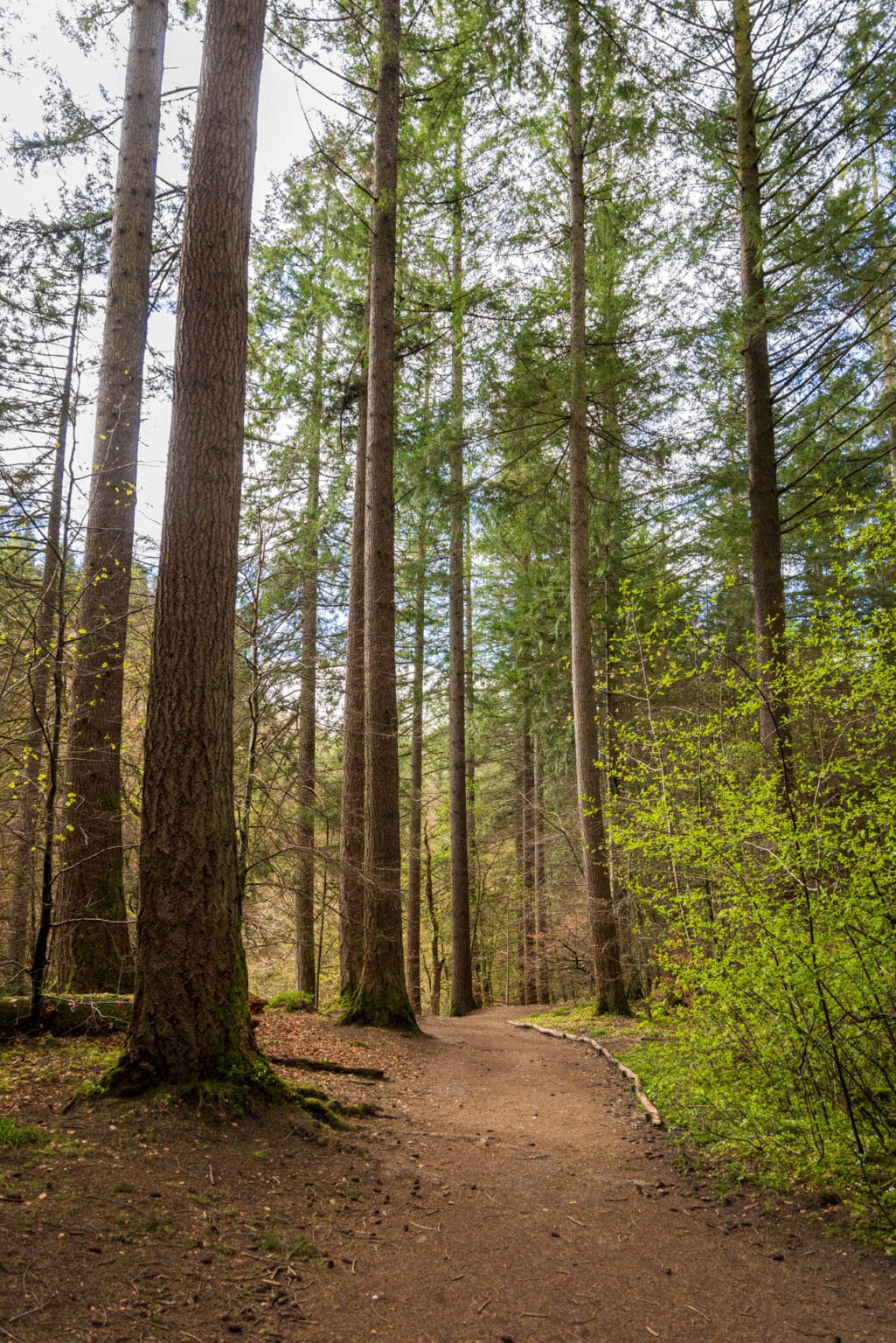 The Hermitage - romantischer Spaziergang im Big Tree Country