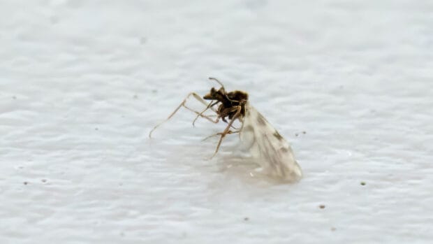 Midges: repelling midges in Scotland's Highlands