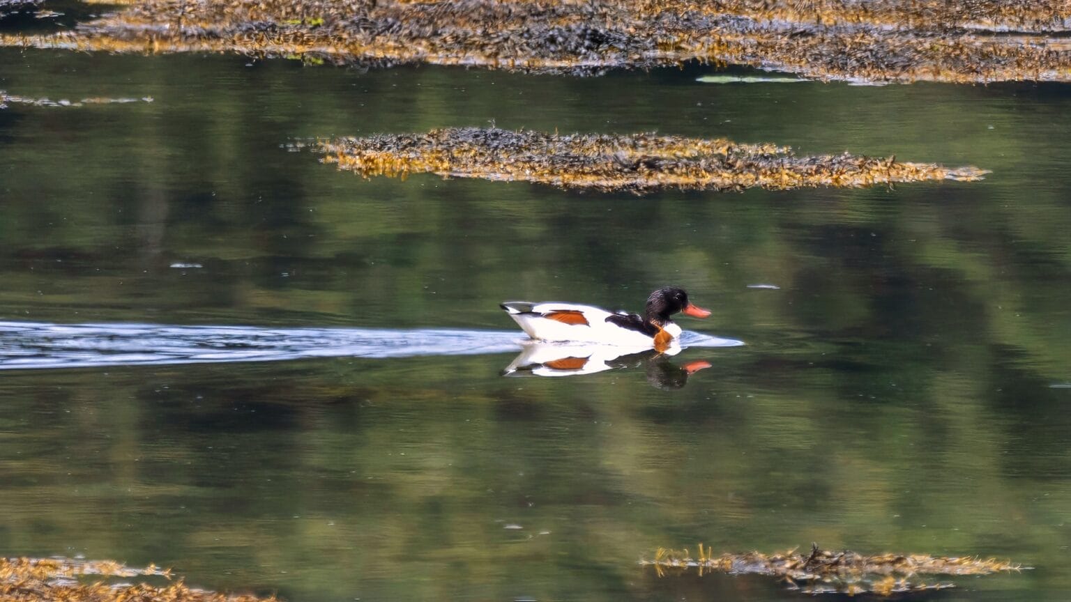 Isle of Mull: Sehenswürdigkeiten, Ausflüge, Aktivitäten