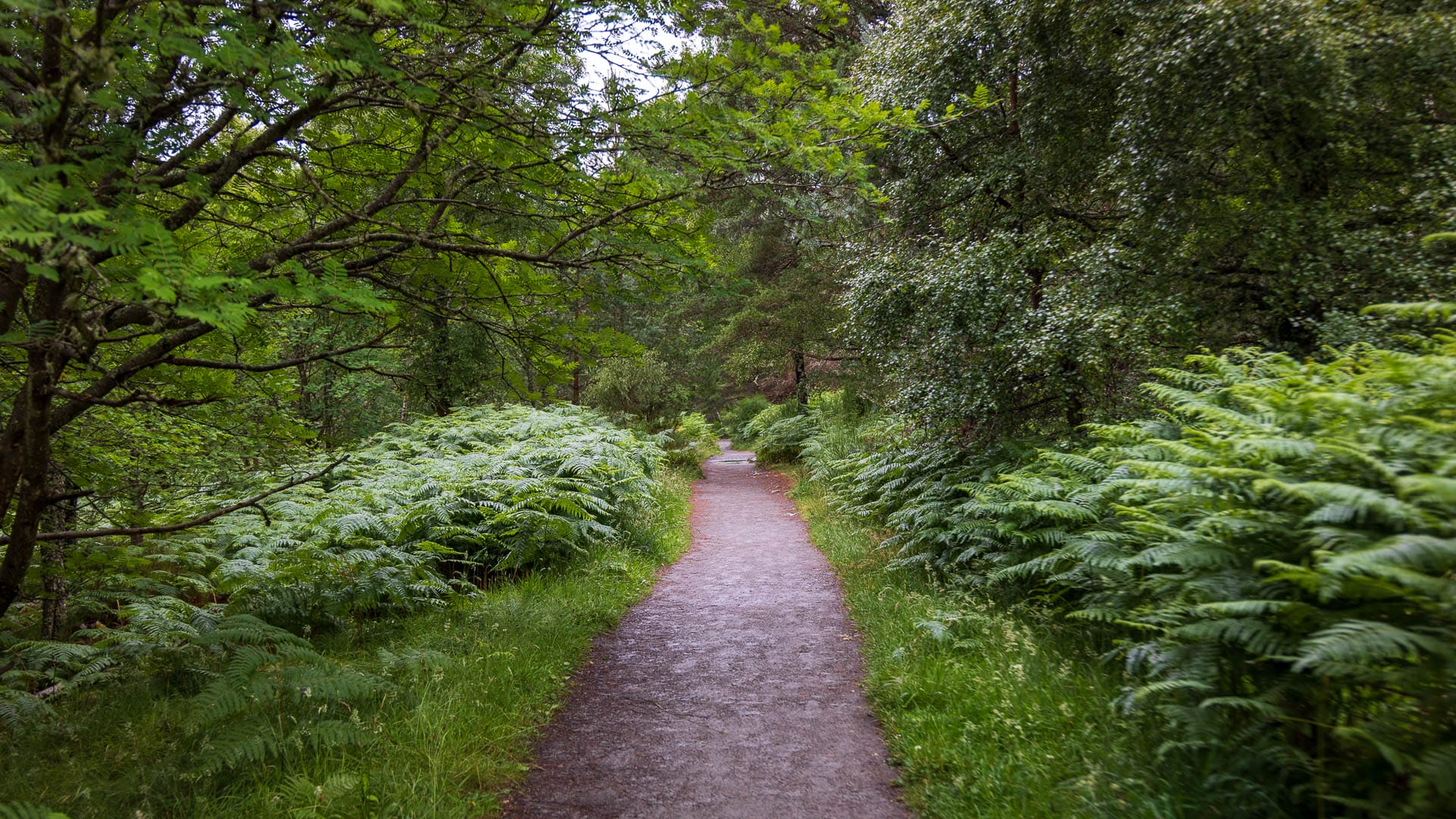 Muir of Dinnet und Burn o' Vat - Wanderung durch die Jahrtausende
